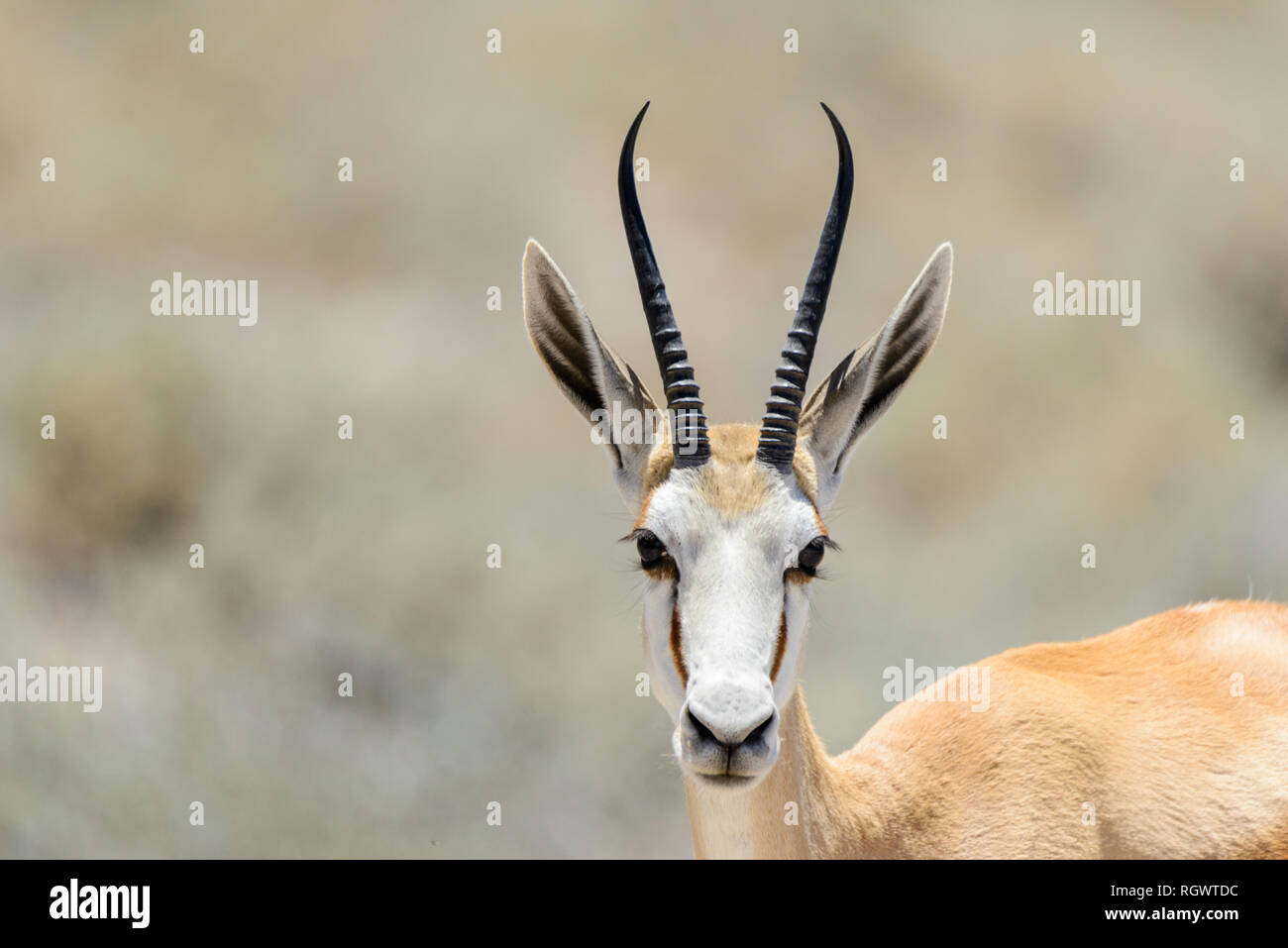 Wild springbok antelope portrait in the African savanna close up Stock ...