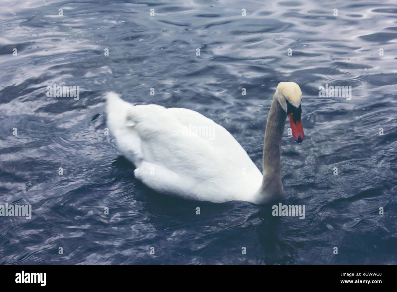 White goose floating in the water Stock Photo - Alamy