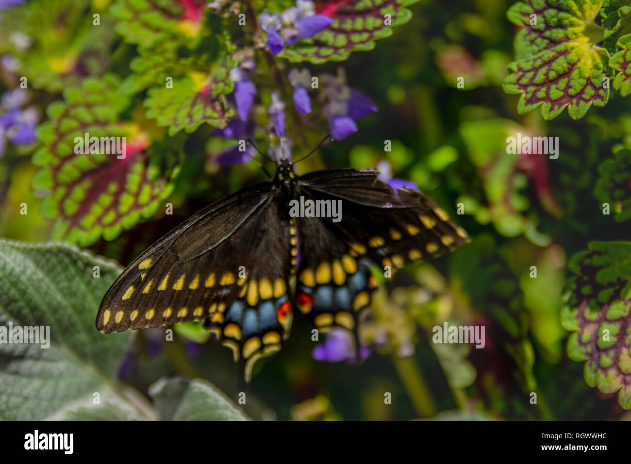 Macro photograph of a black swallowtail butterfly Stock Photo - Alamy
