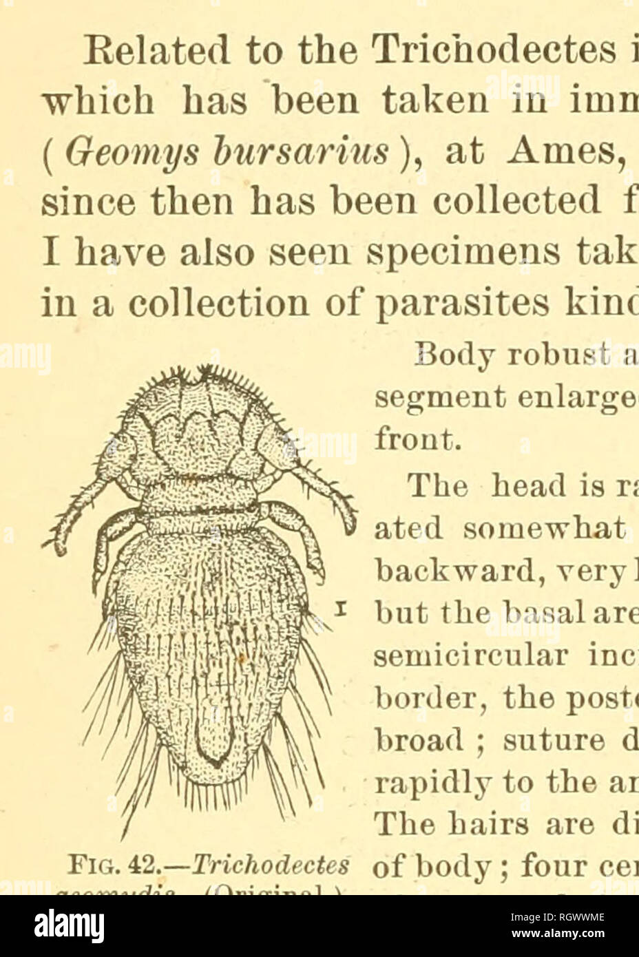 . Bulletin. Insects; Insect pests; Entomology; Insects; Insect pests ...