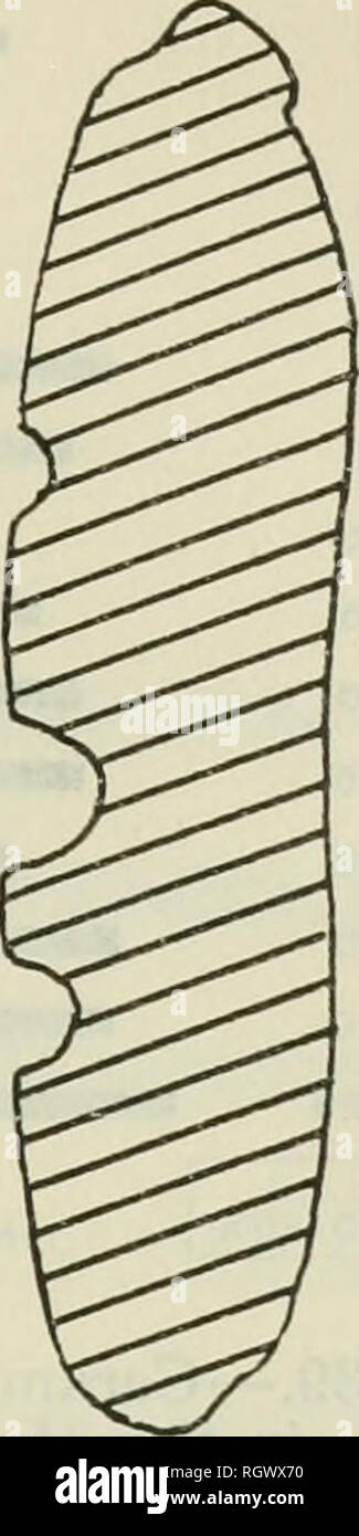 Diorite tool hi-res stock photography and images - Alamy