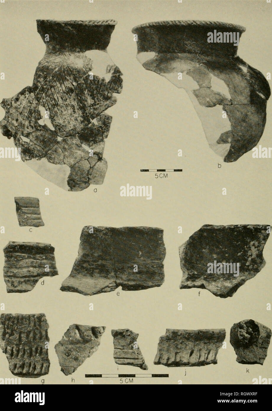 Collared Crow High Resolution Stock Photography and Images - Alamy