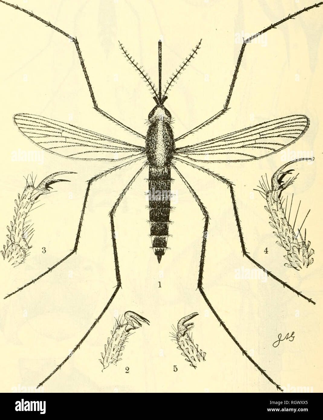 Aedes atlanticus hi-res stock photography and images - Alamy