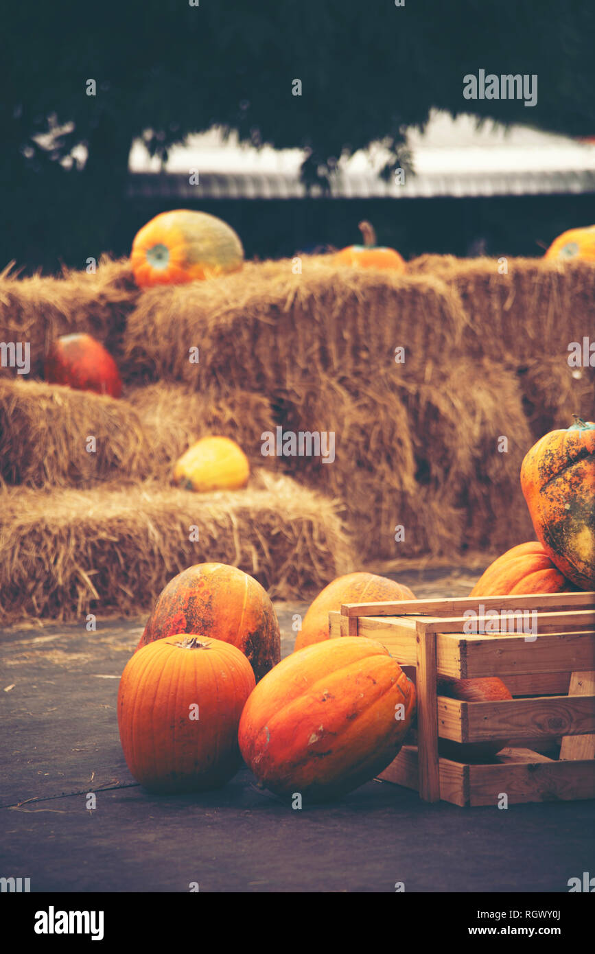 Giant pumpkin in the farm Stock Photo - Alamy