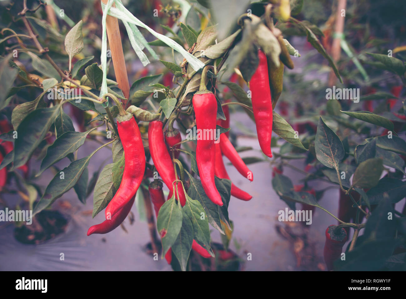Chili in the vegetable garden farm Stock Photo - Alamy
