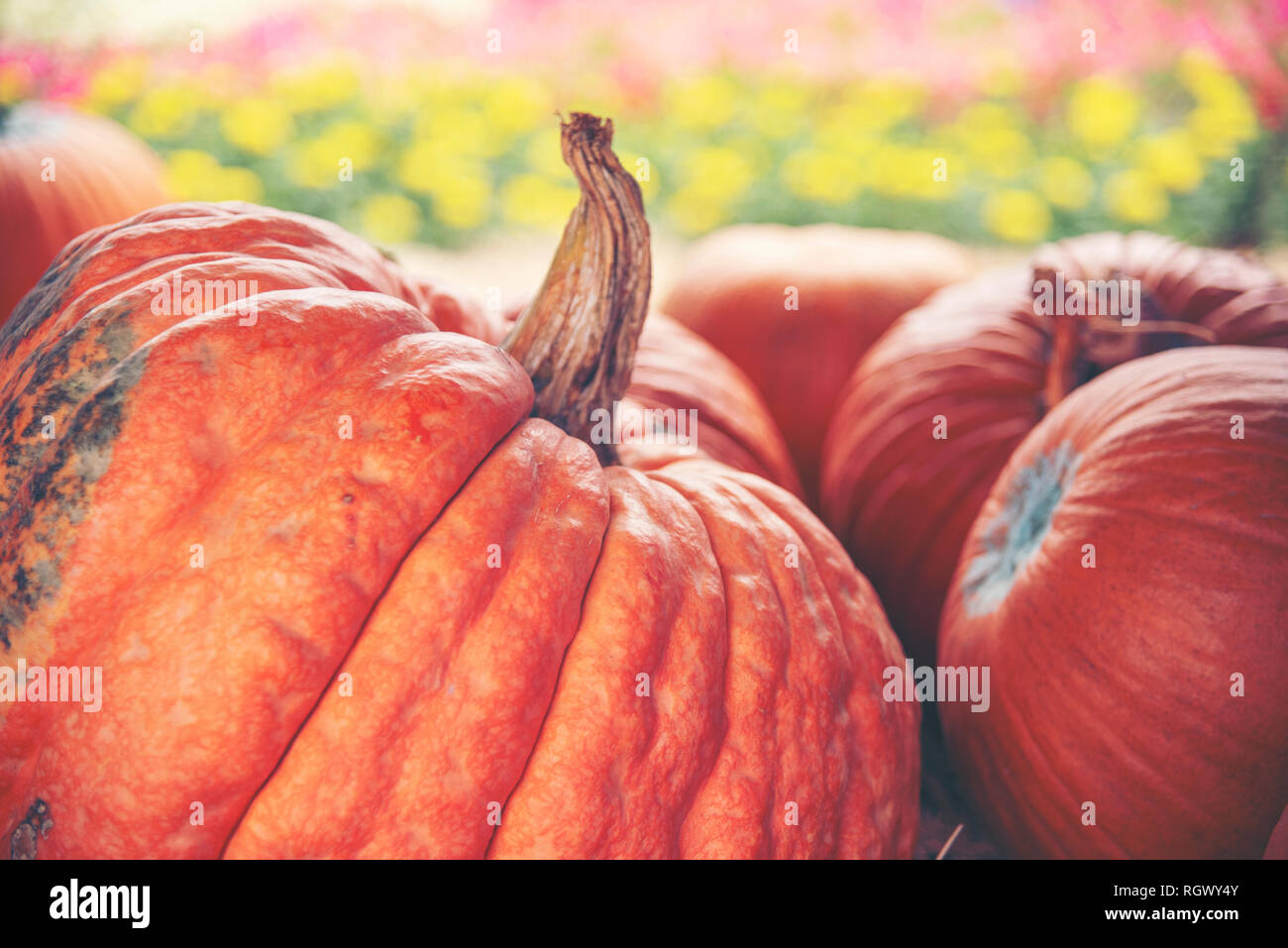 Atlantic giant pumpkin hi-res stock photography and images - Alamy