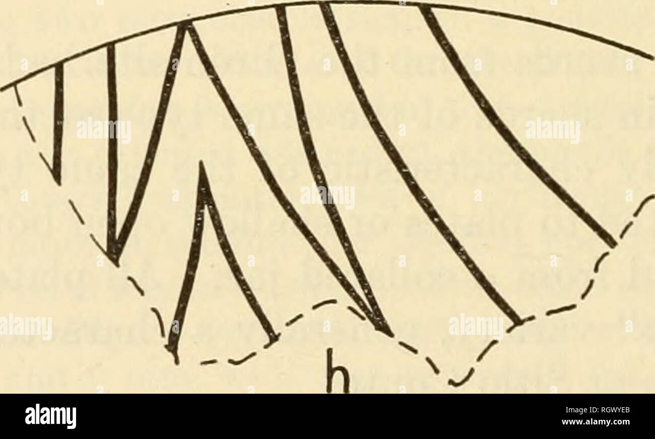 6 venado hi-res stock photography and images - Alamy