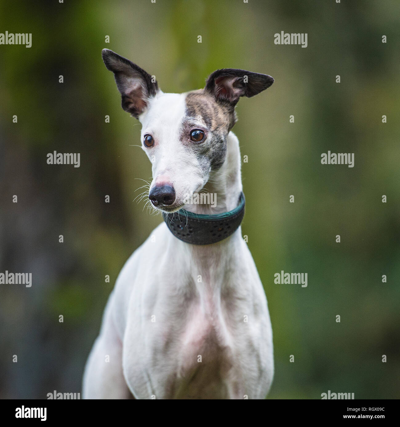 Whippet running hi-res stock photography and images - Alamy