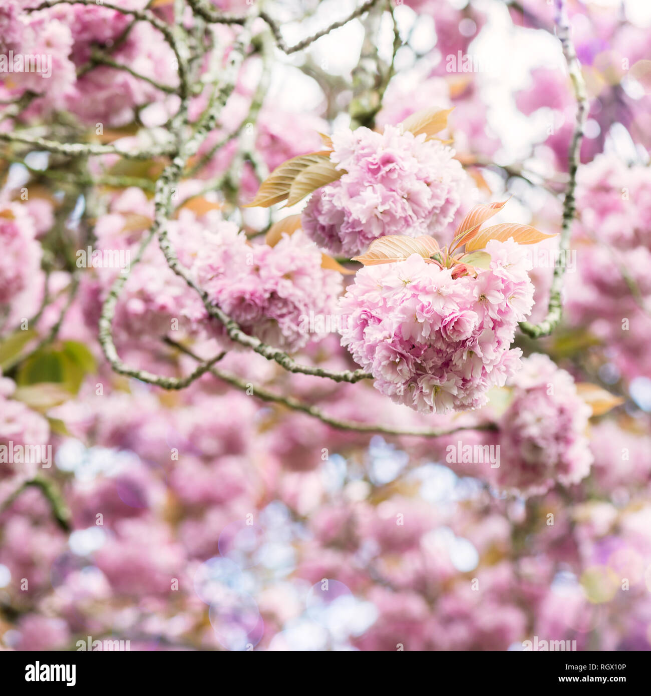 Pink Cherry Trees in Bloom in Park during Spring Season Stock Photo - Alamy