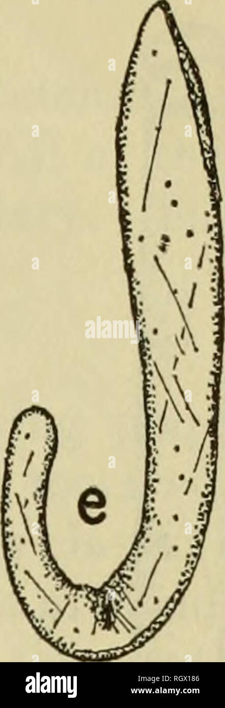 Awl bird hi-res stock photography and images - Alamy