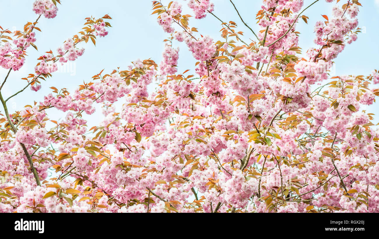 Pink Cherry Trees in Bloom in Park during Spring Season Stock Photo - Alamy
