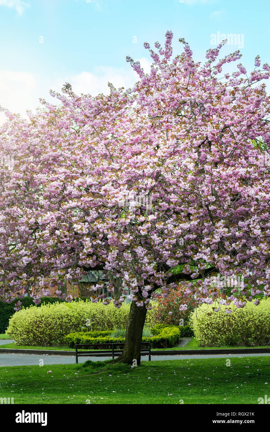 Pink Cherry Trees in Bloom in Park during Spring Season Stock Photo - Alamy
