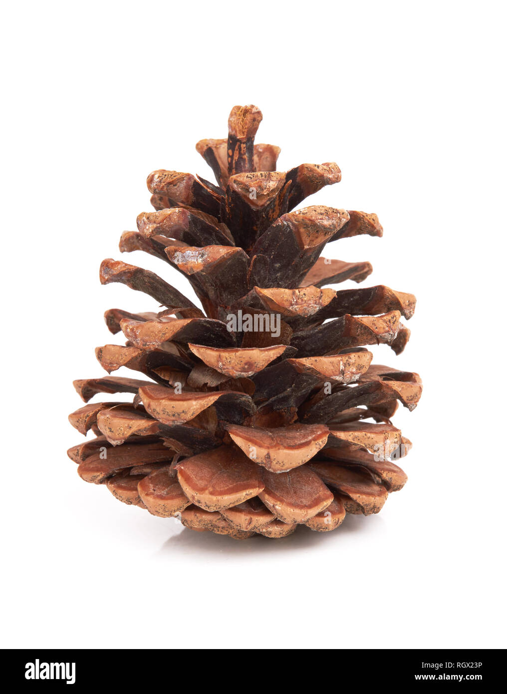Single pine cone isolated on white background Stock Photo - Alamy
