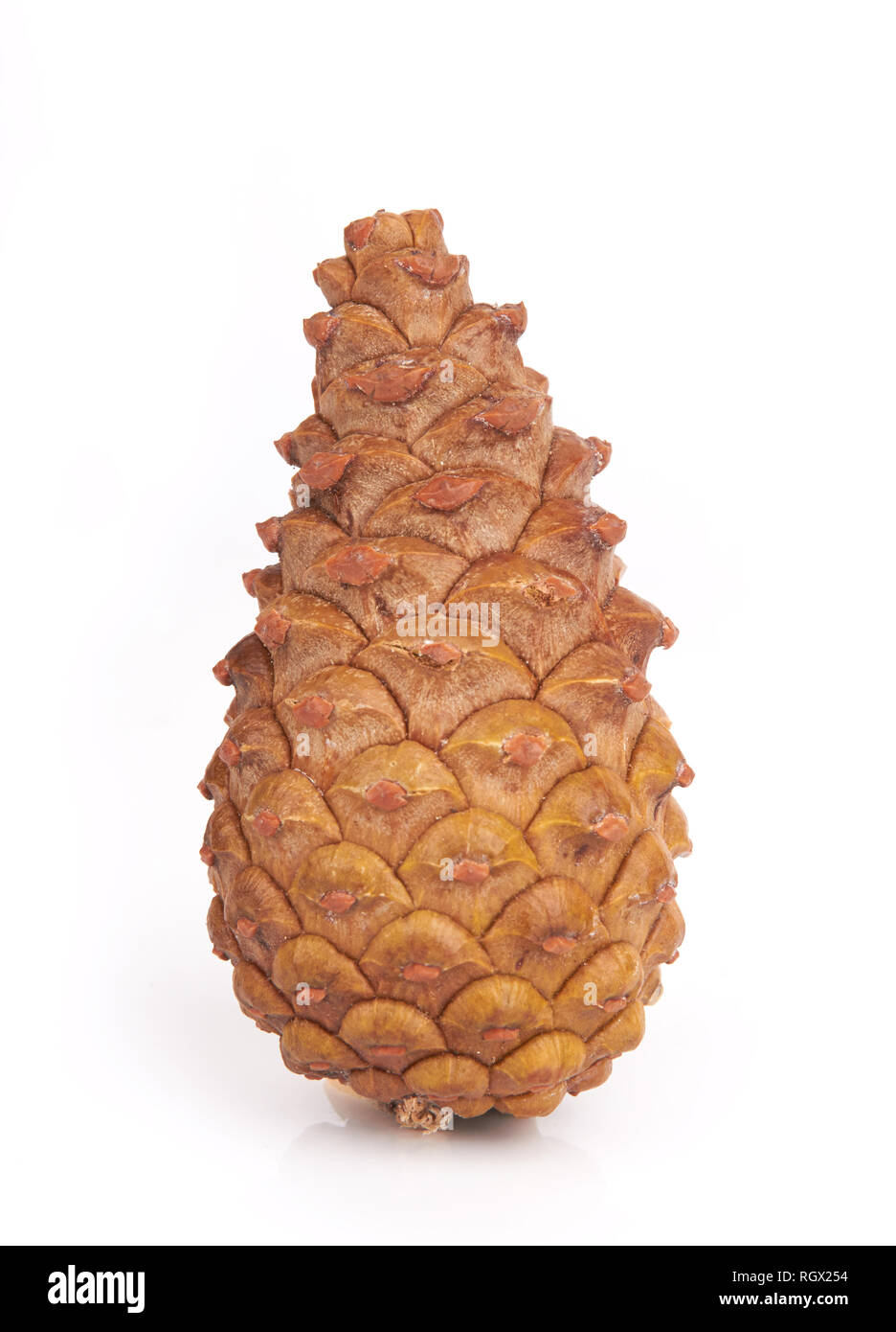 Single pine cone isolated on white background Stock Photo - Alamy