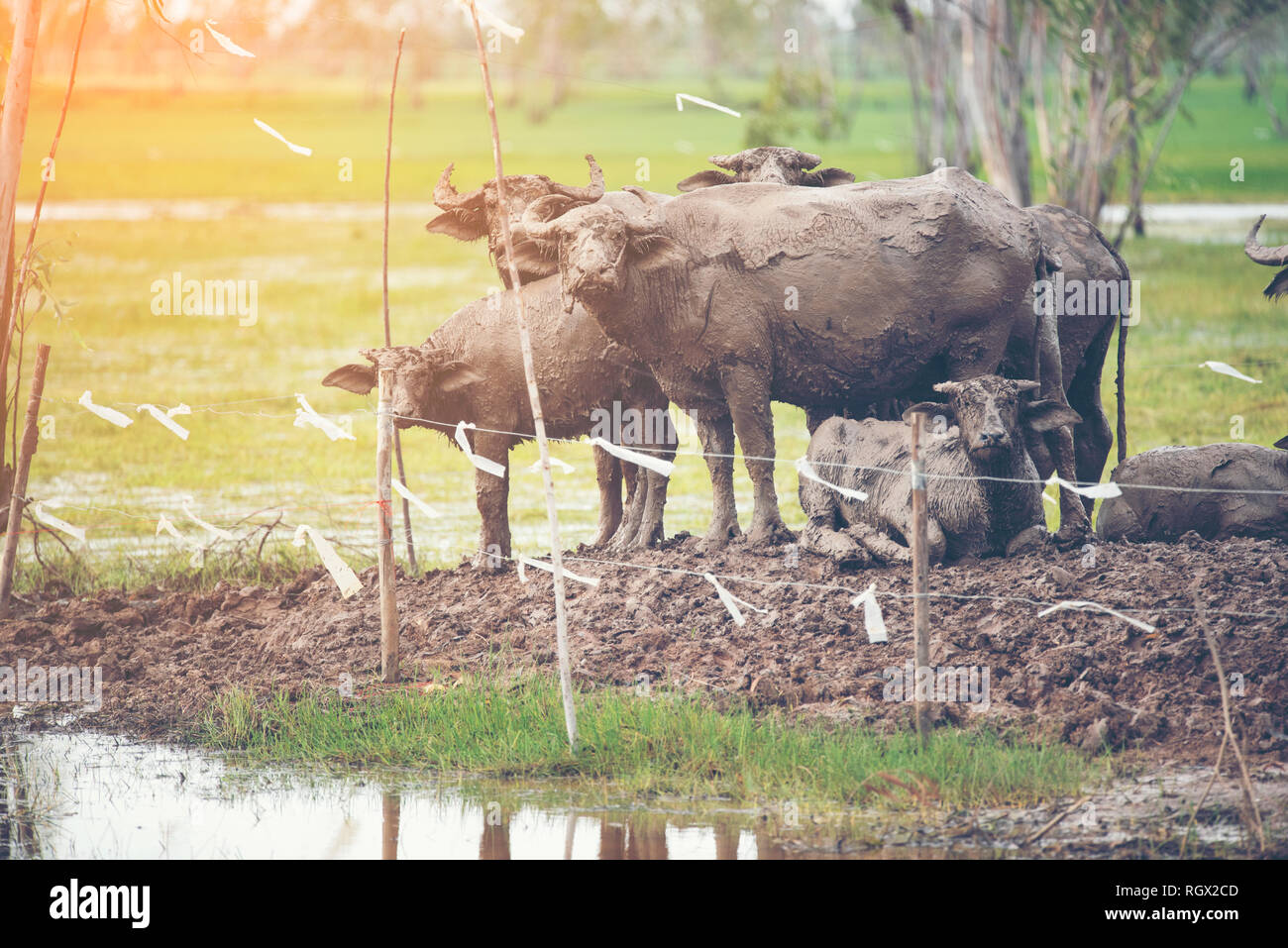 Buffalo farming in the field of Thailand Stock Photo - Alamy