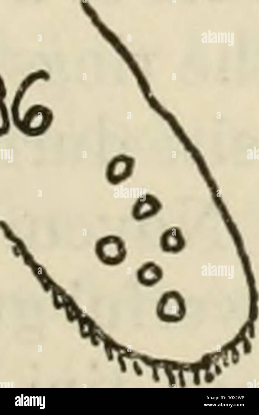 Tipi ring hi-res stock photography and images - Alamy