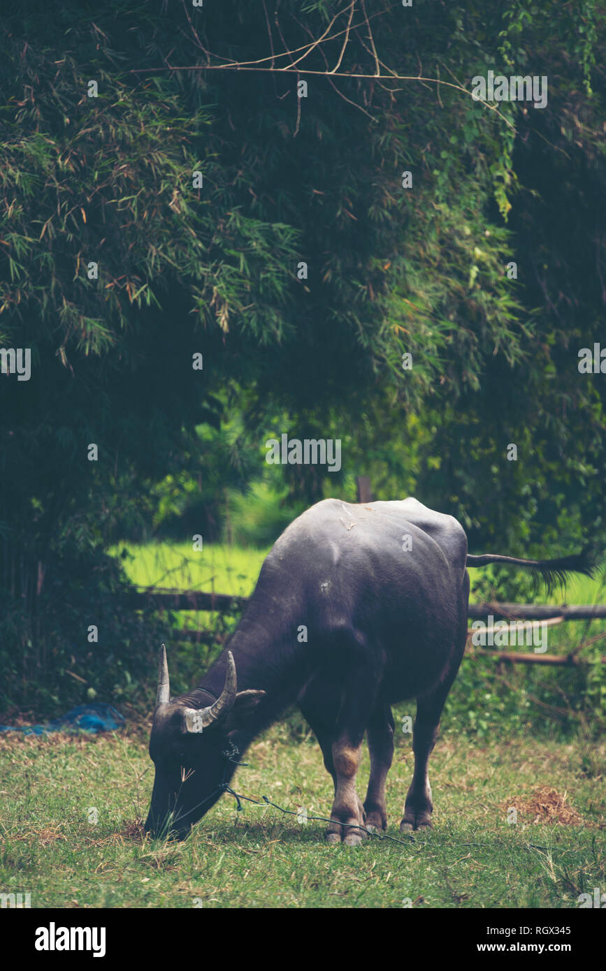 Thai water buffalo, vintage filter image Stock Photo - Alamy