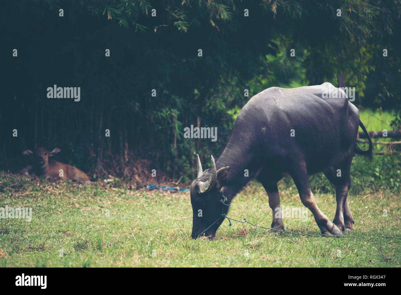 Thai water buffalo, vintage filter image Stock Photo - Alamy