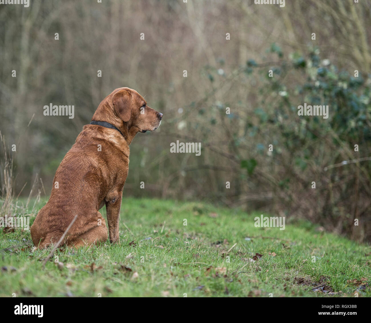 Dog rear view sitting hi-res stock photography and images - Alamy