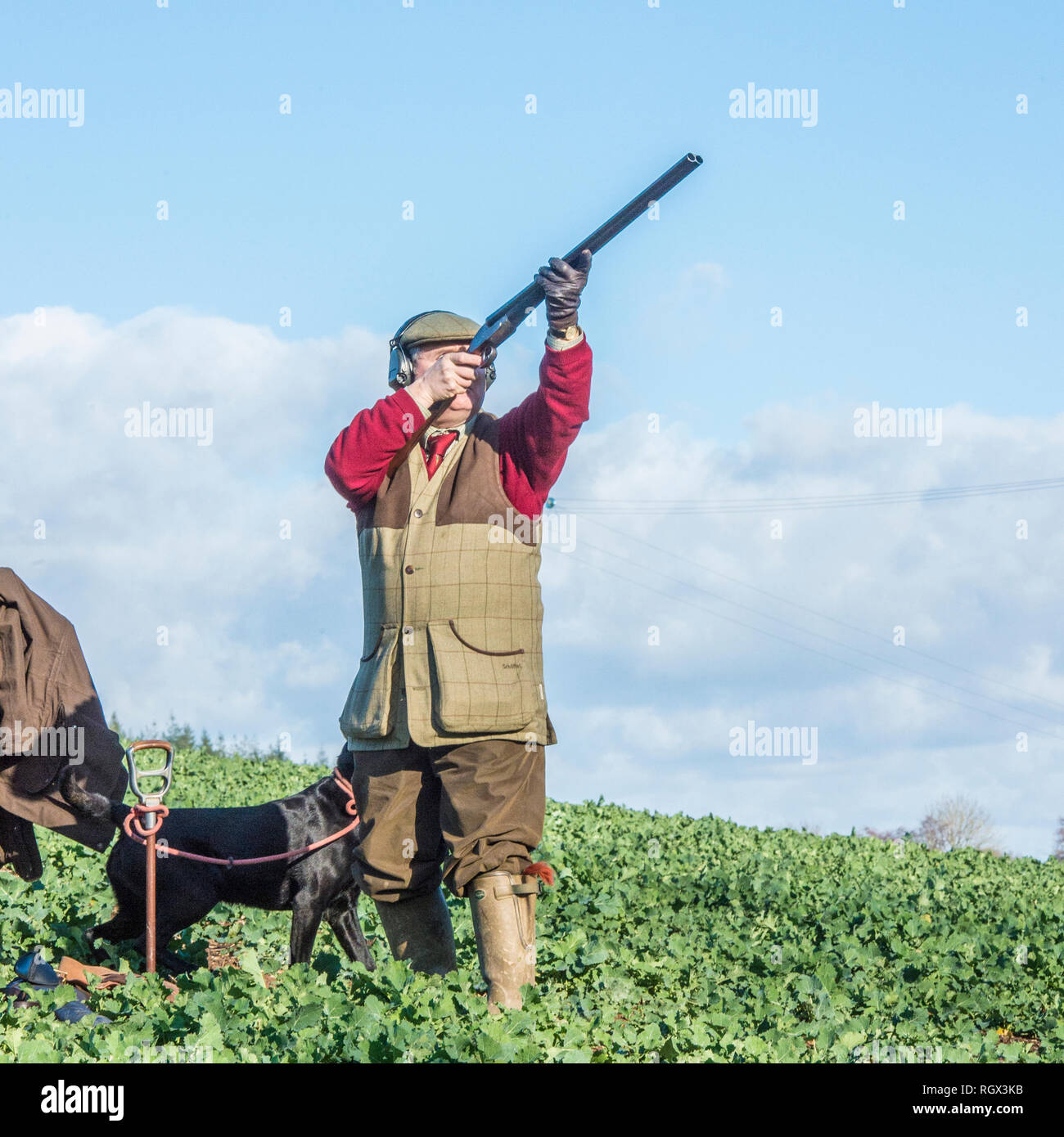 Man shooting pheasants hi-res stock photography and images - Alamy