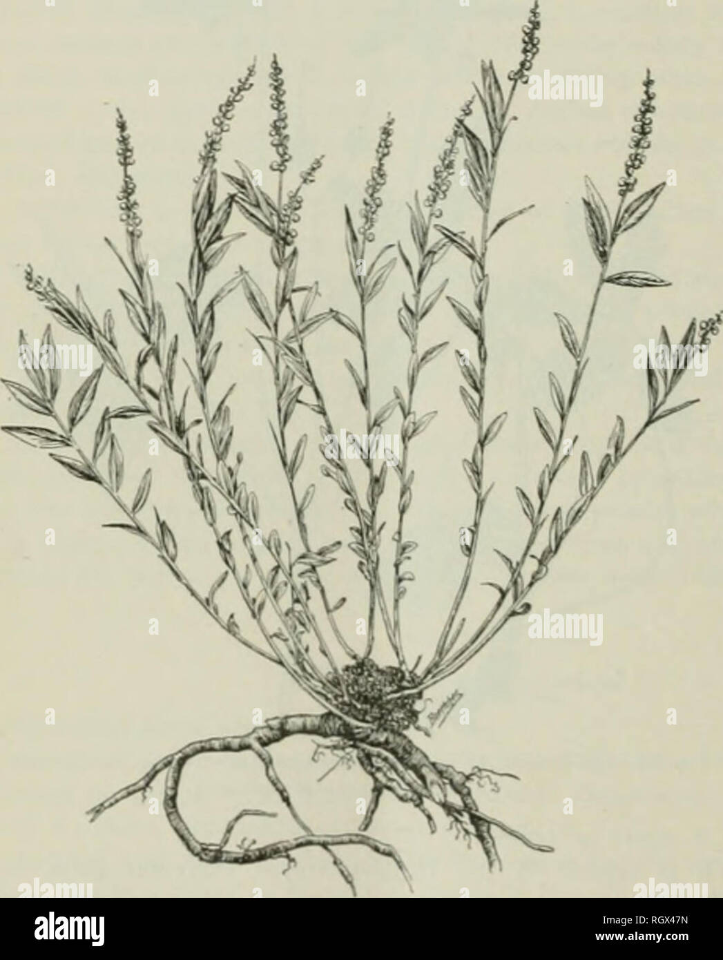 Oblong lance shaped leaves hi-res stock photography and images - Alamy