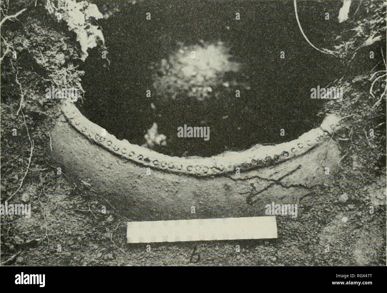 Amapa Tree High Resolution Stock Photography and Images - Alamy