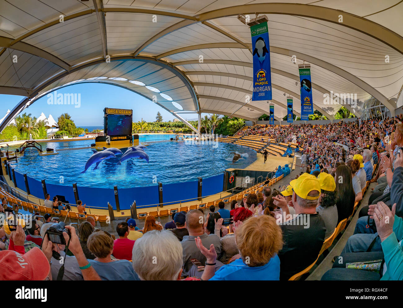 Tenerife, Santa Cruz, Spain - January 17, 2019: Dolphin show in the ...