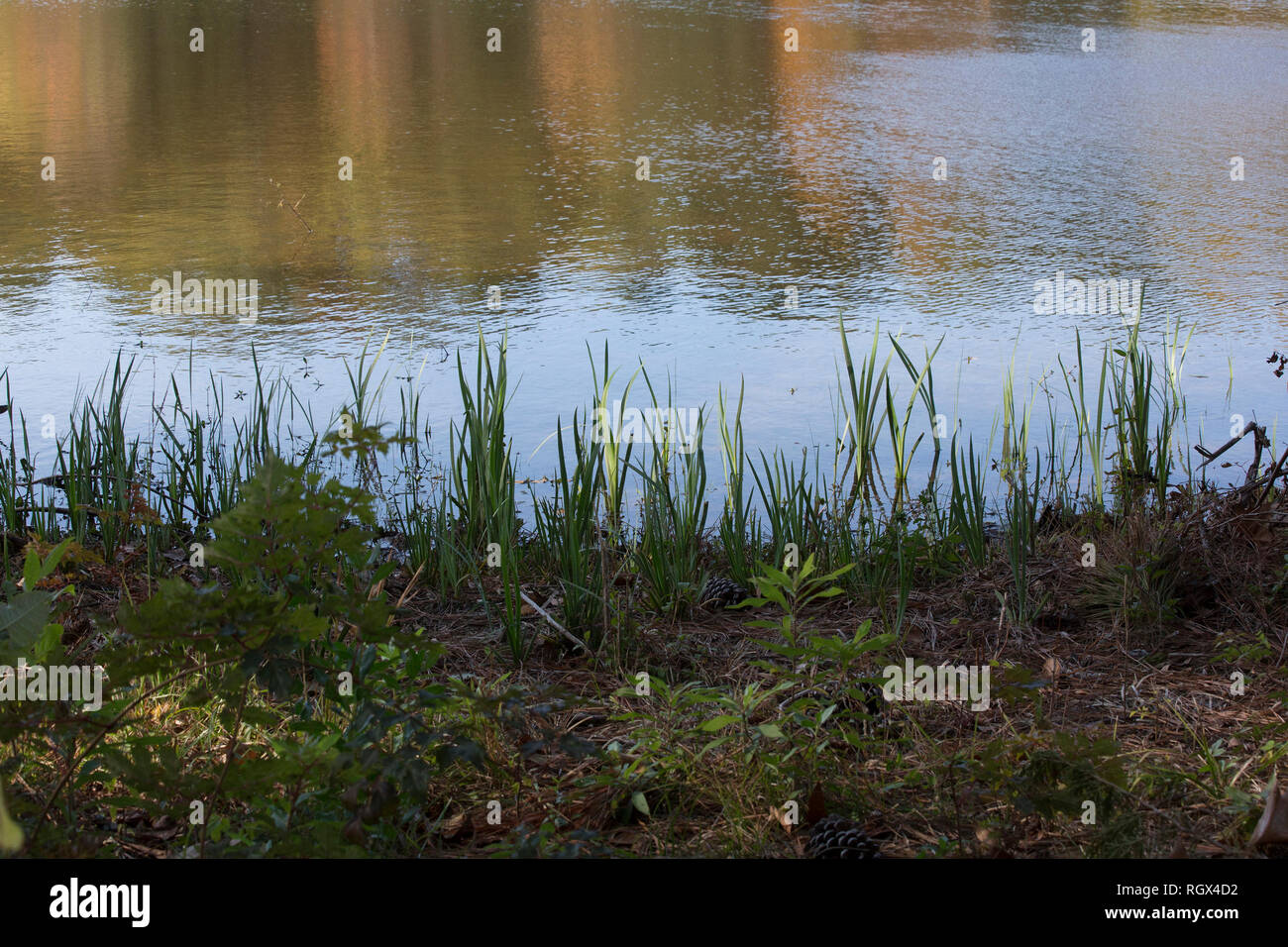 Patchy vegetation hi-res stock photography and images - Alamy