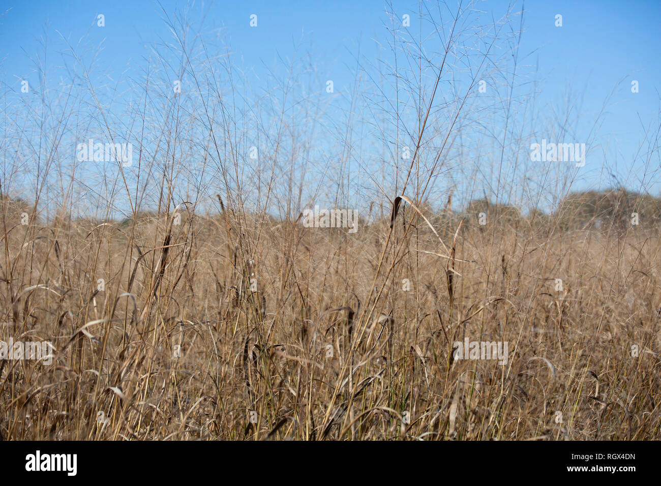 Close up of dried, brown prairie grass growing Stock Photo - Alamy