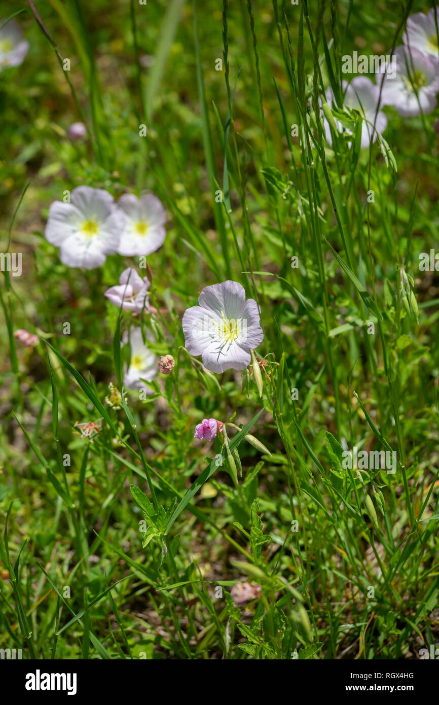 Lush green primrose leaves hi-res stock photography and images - Alamy