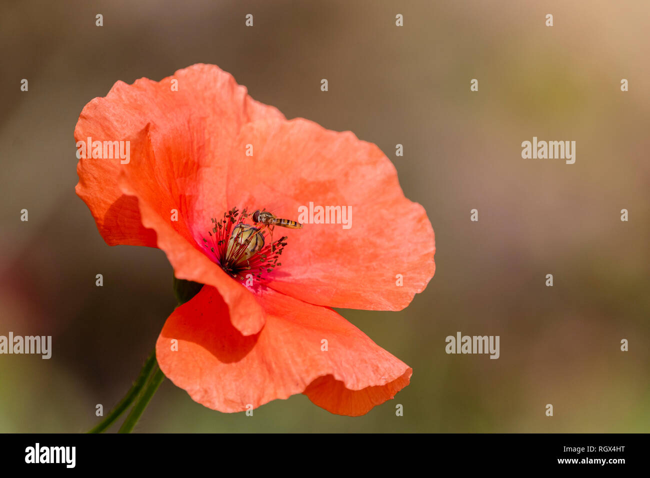 Sun on poppy hi-res stock photography and images - Alamy