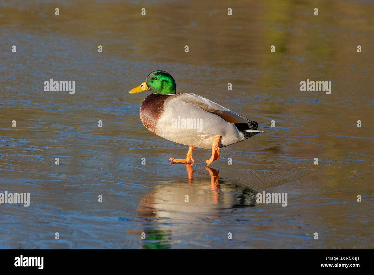 Mallard drake walking on ice Stock Photo - Alamy