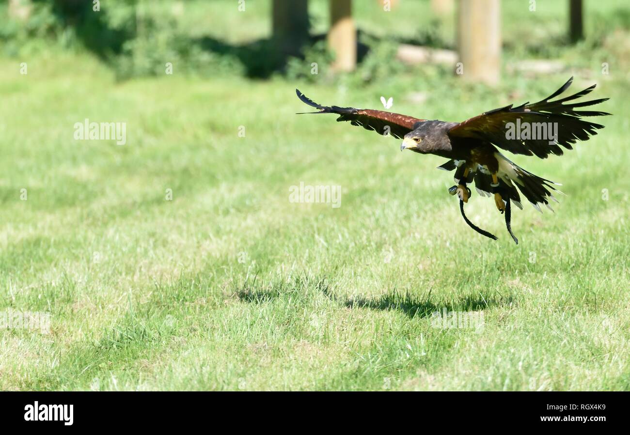 Steppe Eagle (Aquila nipalensis) .Falconry in Germany Stock Photo - Alamy