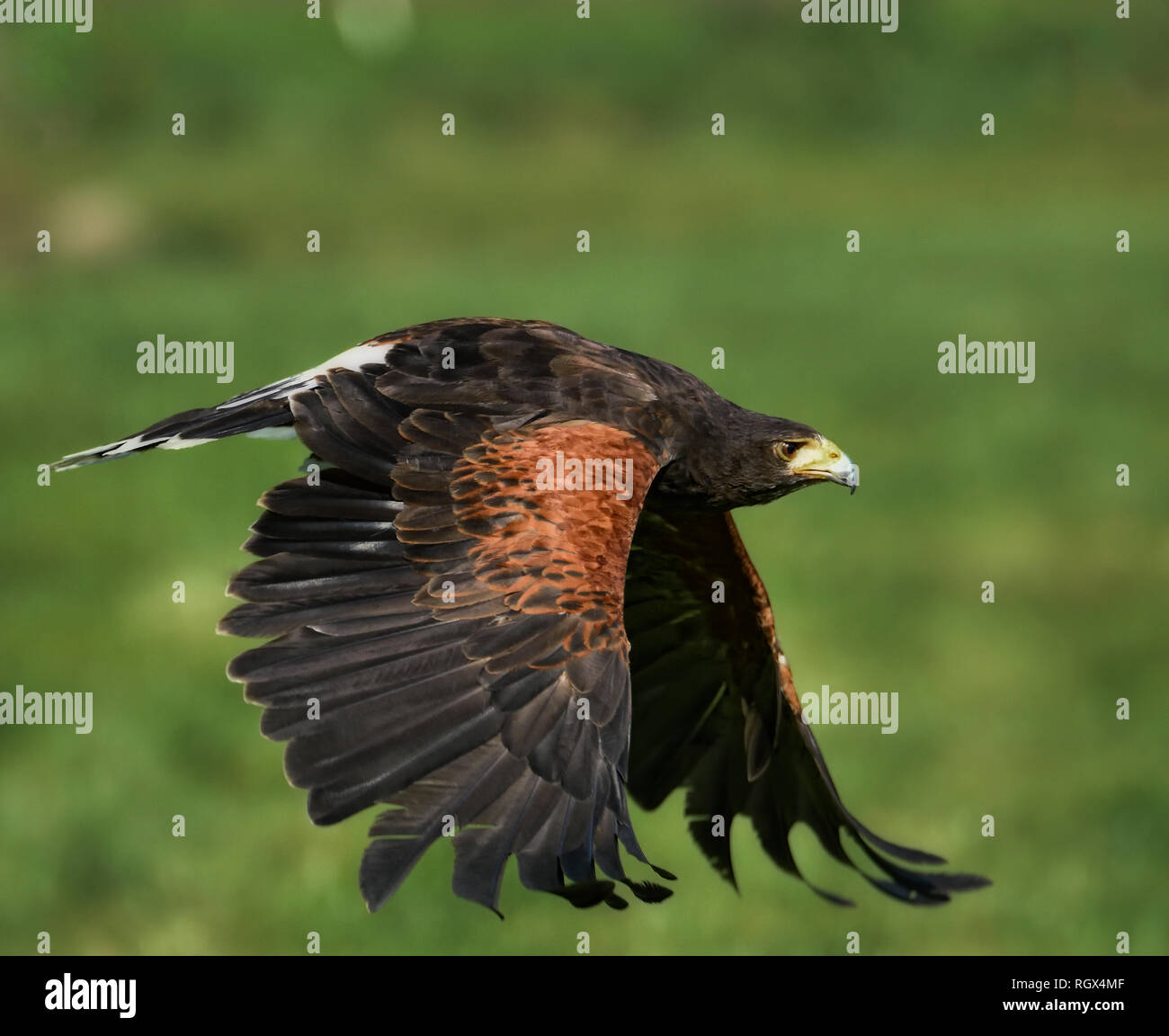 Steppe Eagle (Aquila nipalensis) .Falconry in Germany Stock Photo - Alamy