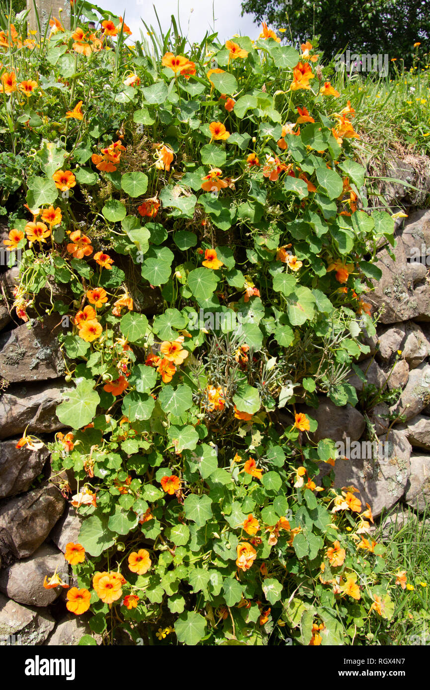 Flowers Falling Down a rock face in New-Zealand Stock Photo - Alamy