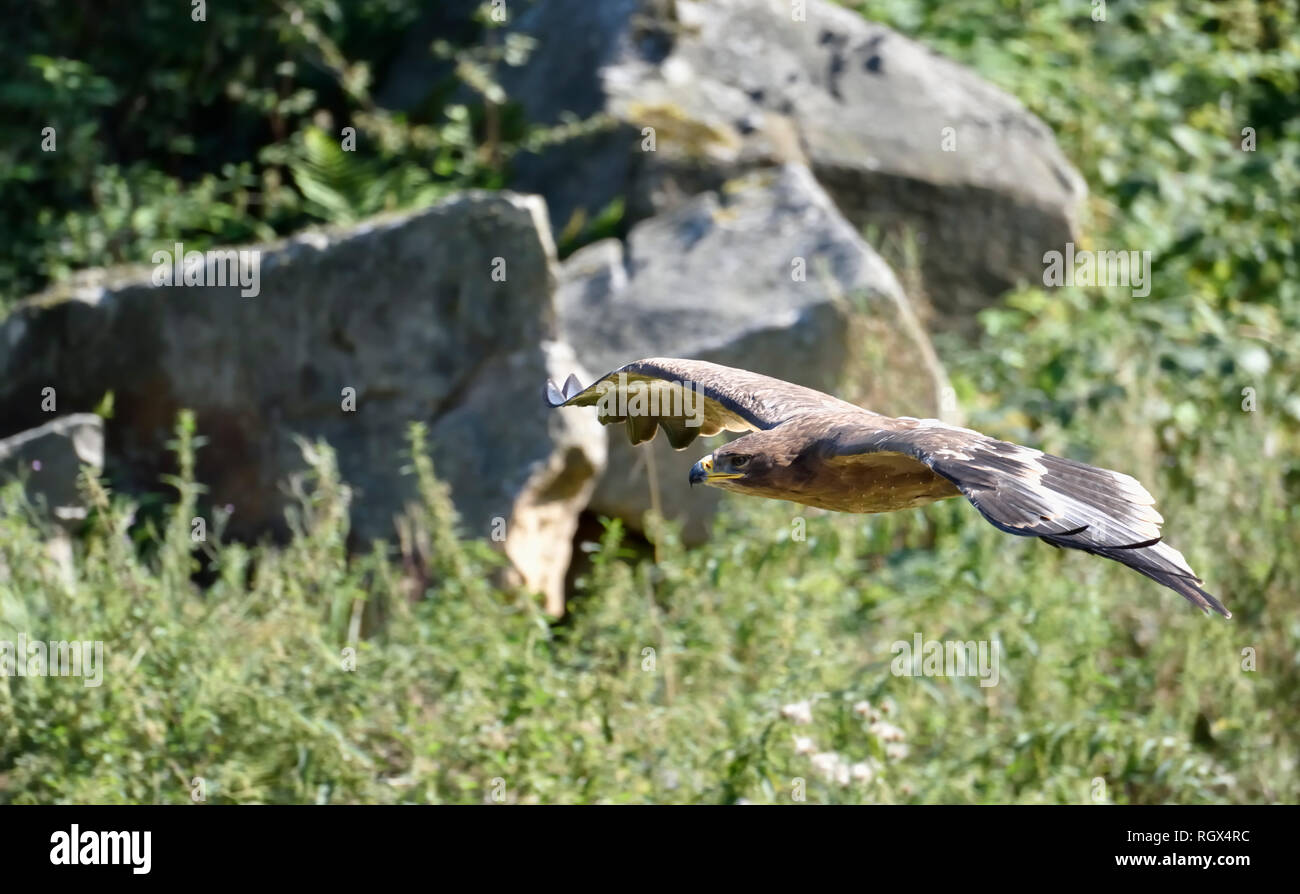 Steppe Eagle (Aquila nipalensis) .Falconry in Germany Stock Photo - Alamy