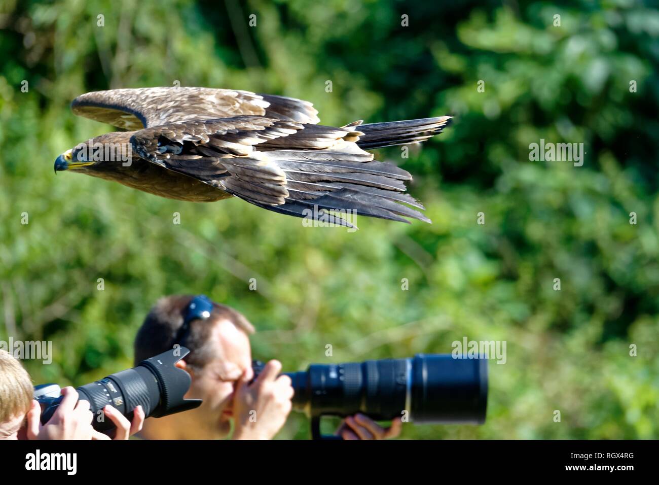 Steppe Eagle (Aquila nipalensis) .Falconry in Germany Stock Photo - Alamy