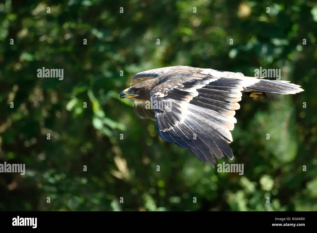 Steppe Eagle (Aquila nipalensis) .Falconry in Germany Stock Photo - Alamy