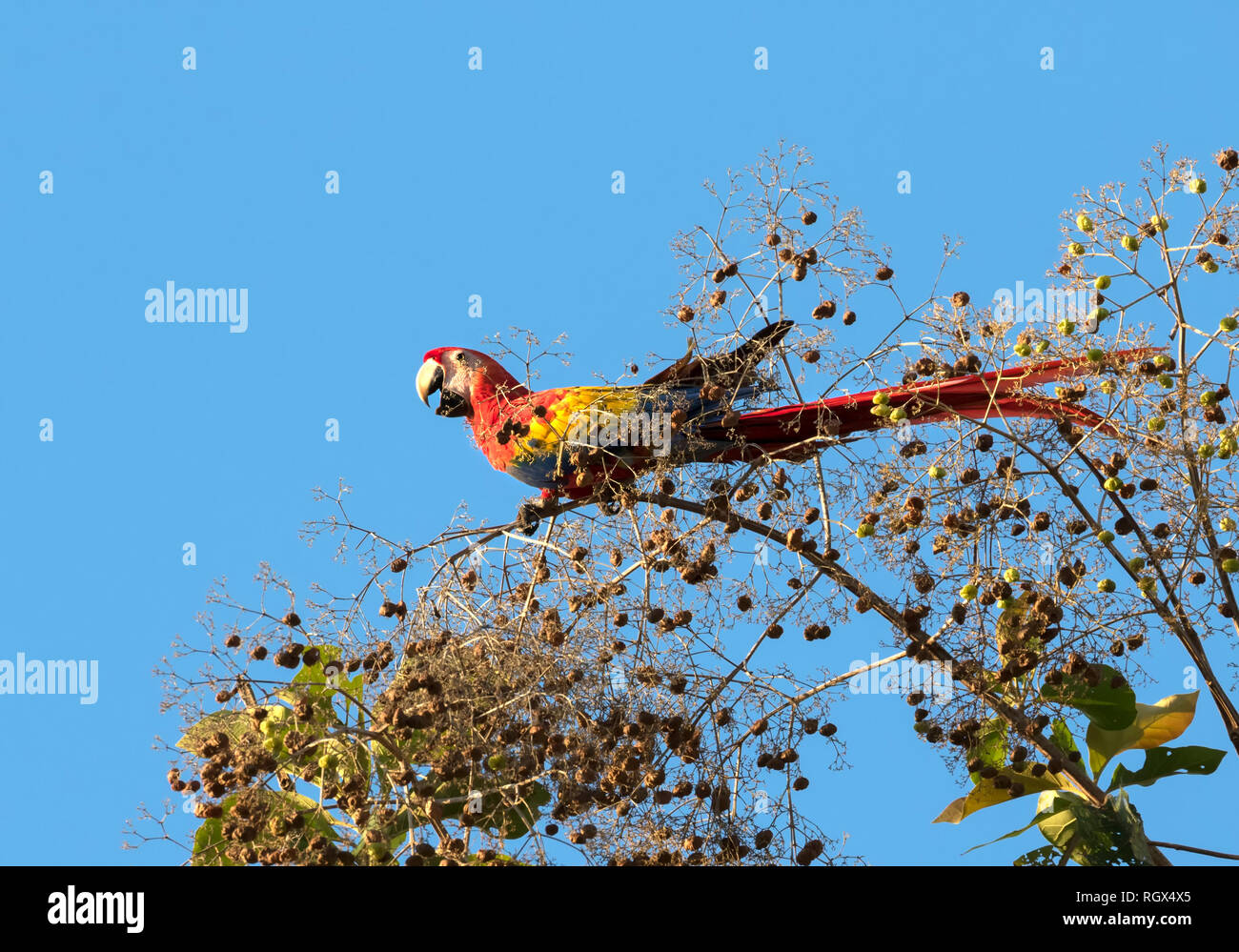 The scarlet macaw (Ara macao) feeding on the fruit tree Quepos, Costa ...