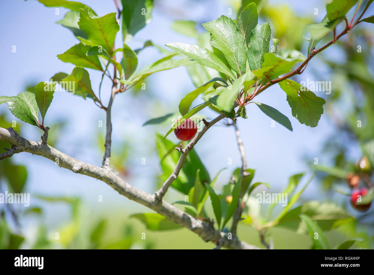 Small red berries growing on a bush in nature Stock Photo - Alamy