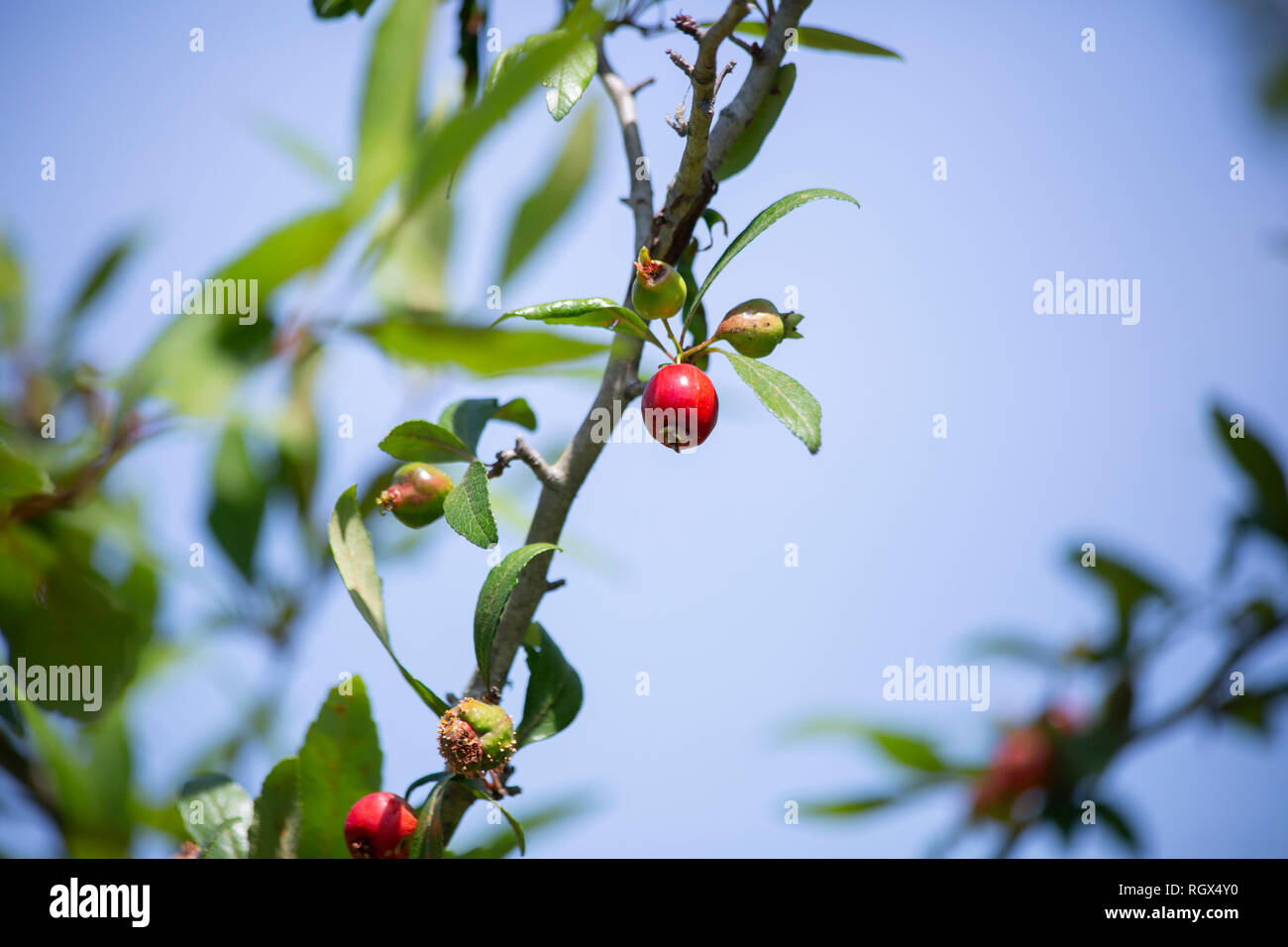 Small red berries growing on a bush in nature Stock Photo - Alamy