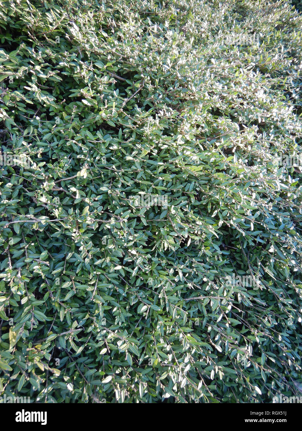 Moss vegetation hi-res stock photography and images - Alamy