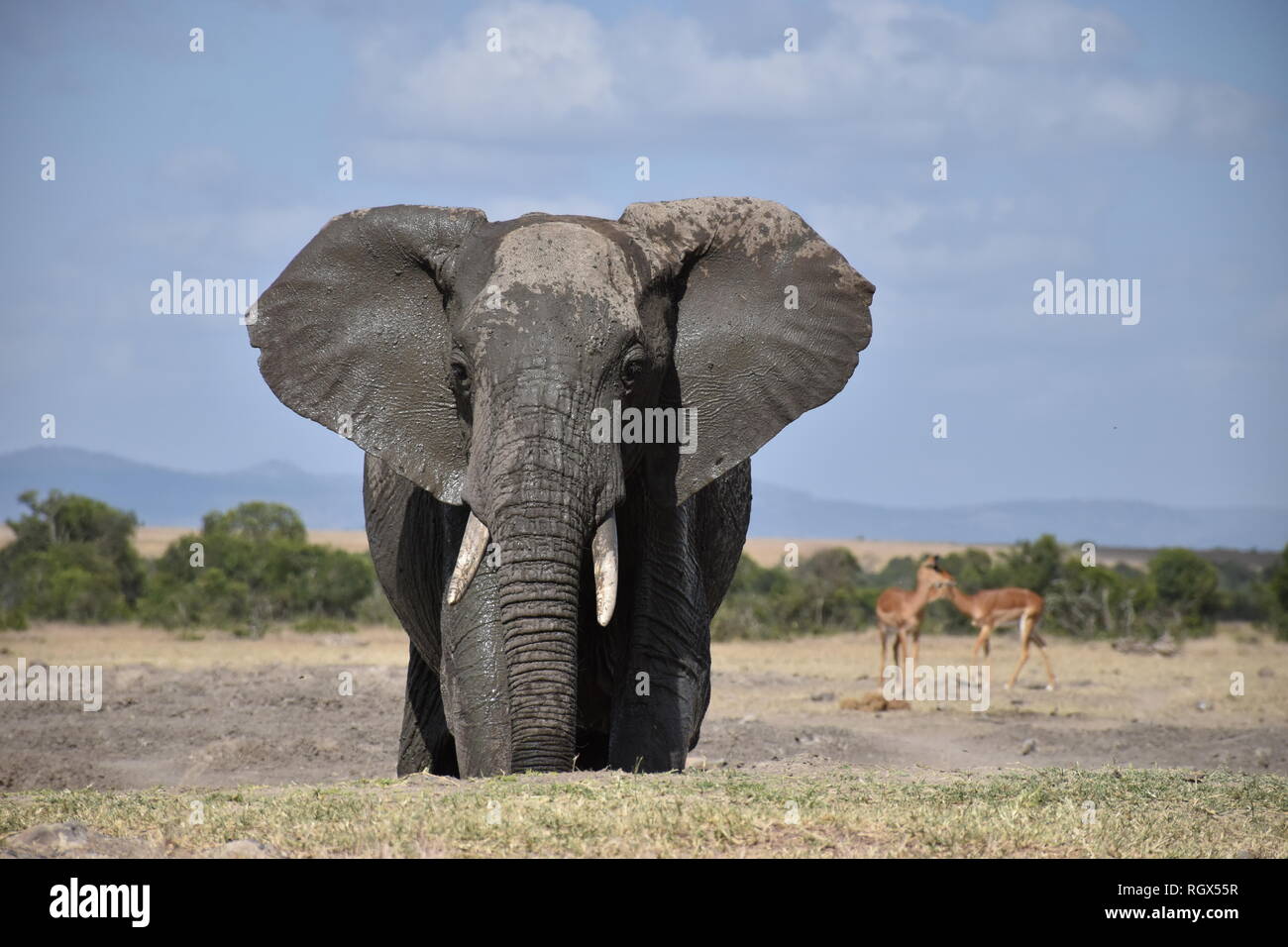 Elephant Close-up With Huge Ears Stock Photo - Alamy