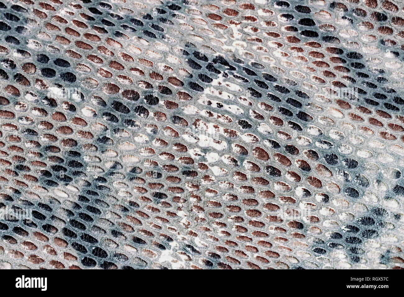 Snakeskin pattern hi-res stock photography and images - Alamy