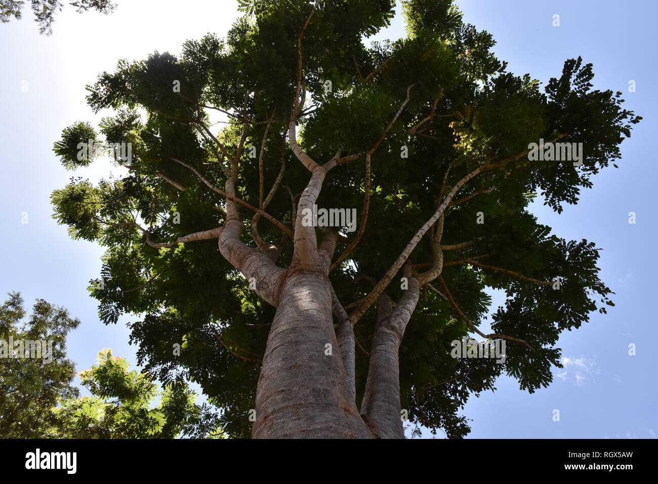 Jungle tree hi-res stock photography and images - Alamy