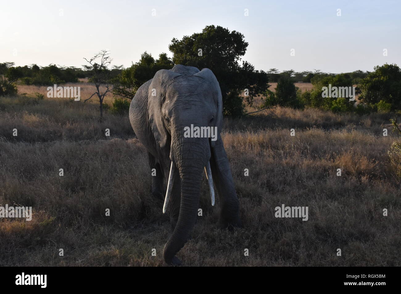 Angry elephant hi-res stock photography and images - Alamy