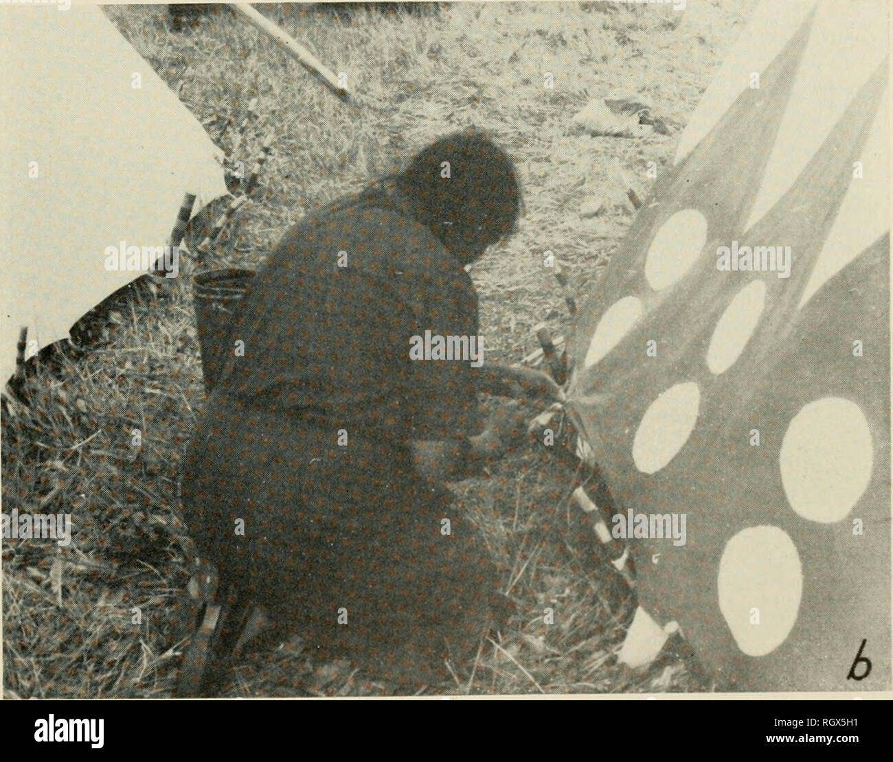 Buffalo bones pile hi-res stock photography and images - Alamy