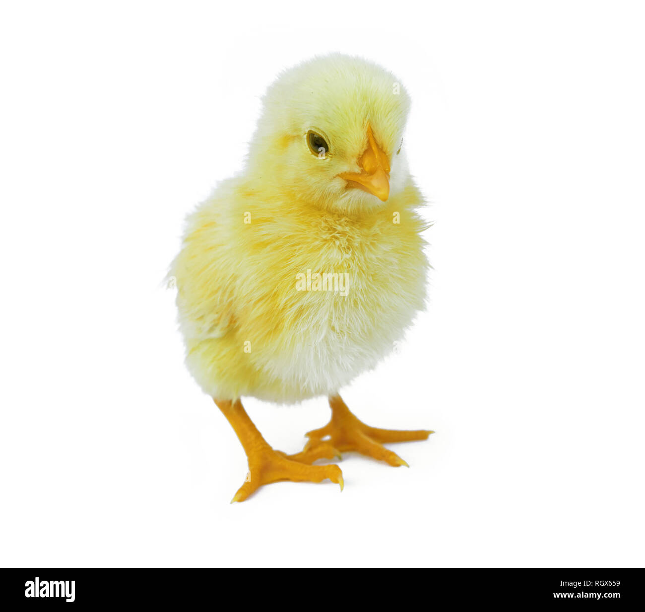 Little newborn baby chicken isolated on white Stock Photo - Alamy
