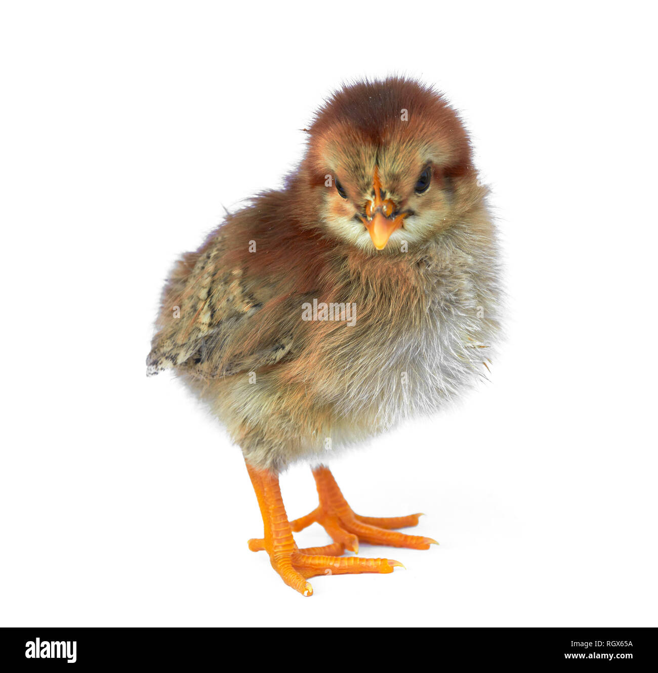 Newborn baby Cut Out Stock Images & Pictures - Alamy