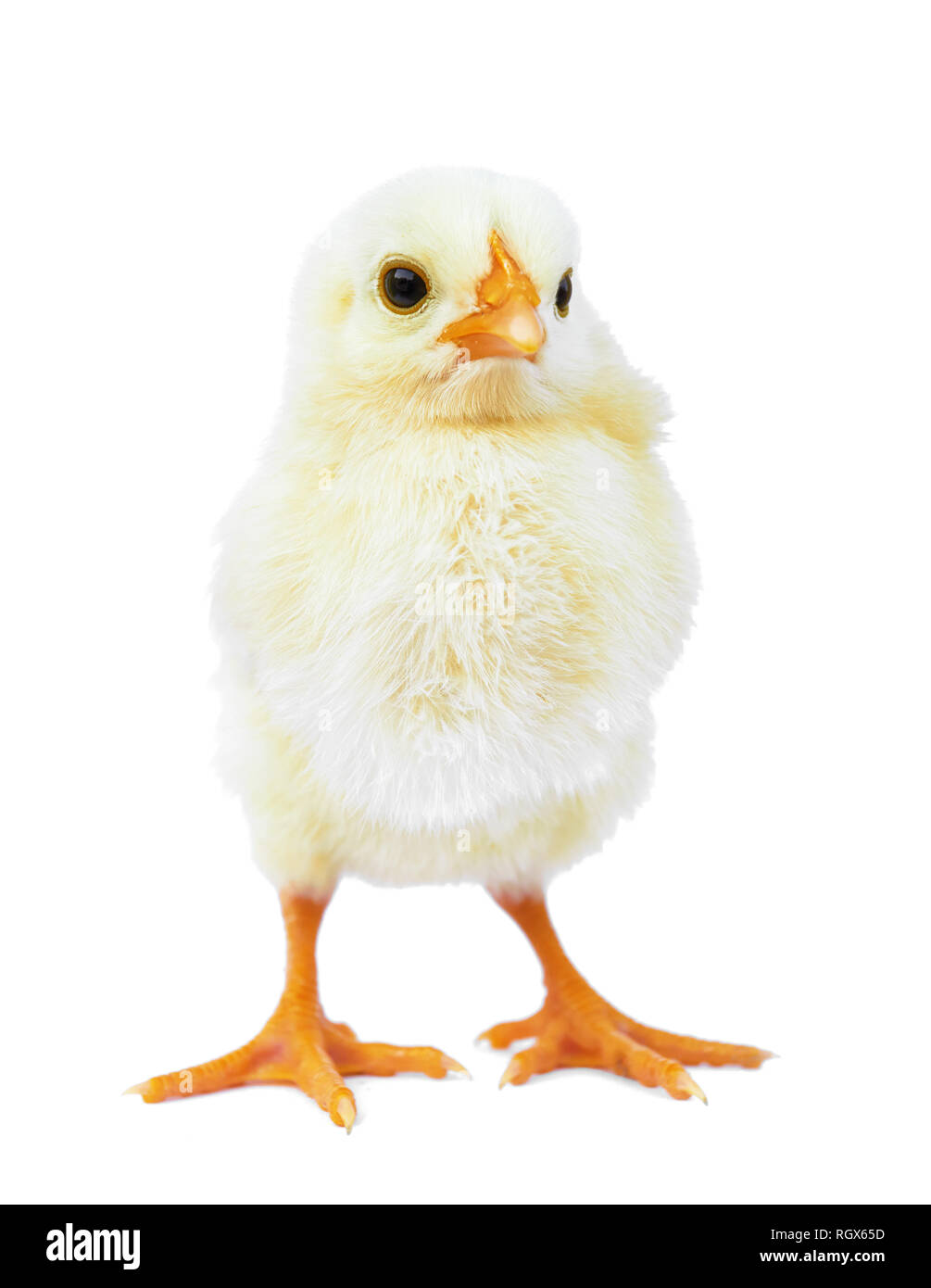 Little newborn baby chicken isolated on white Stock Photo - Alamy